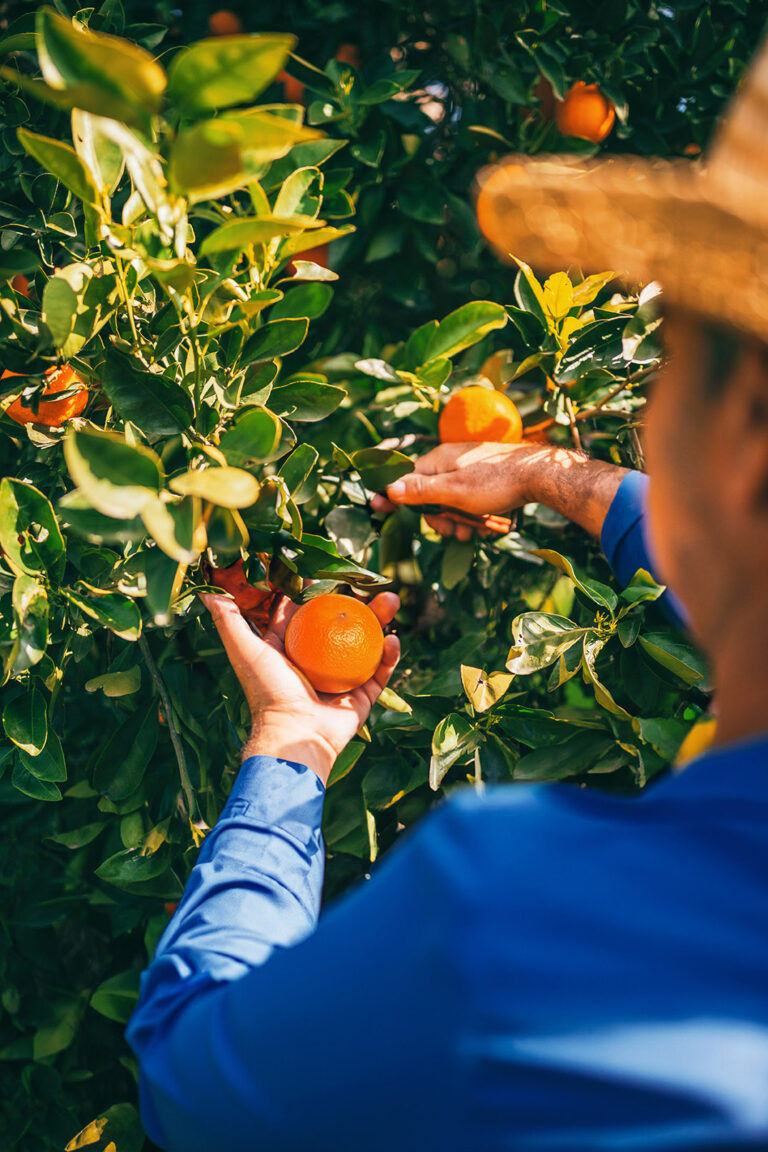 The envy of the world. The pride of Morocco. | Nadorcott | The envy of the world. The pride of ...
